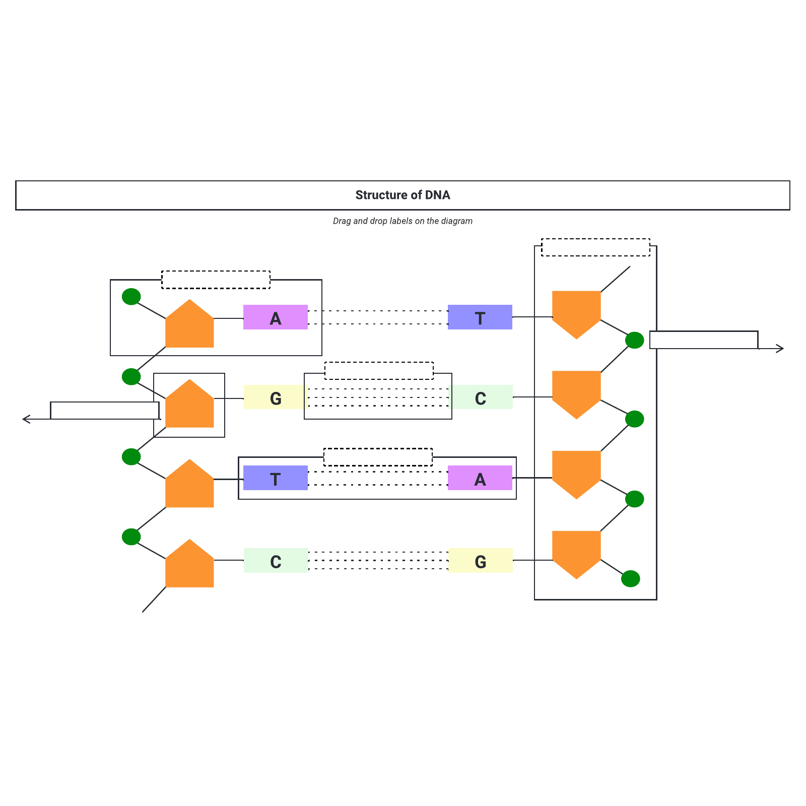 Structure of DNA | Lucidedu