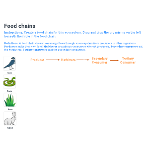 Food Chain Template: Create Your Own | Lucid