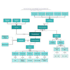 Voorbeeld van conceptmap voor zenuwstelsel