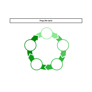 Frog Life Cycle Drag Drop Diagram