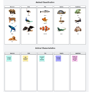 Animal classification