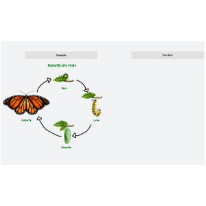 Elementary life cycles