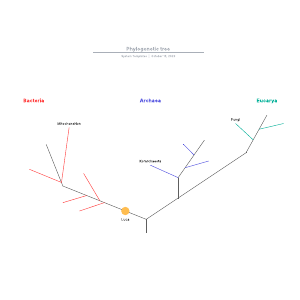 Phylogenetic tree
