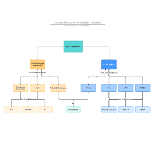 Concept Map Beispiel - Fotosynthese | Lucidchart